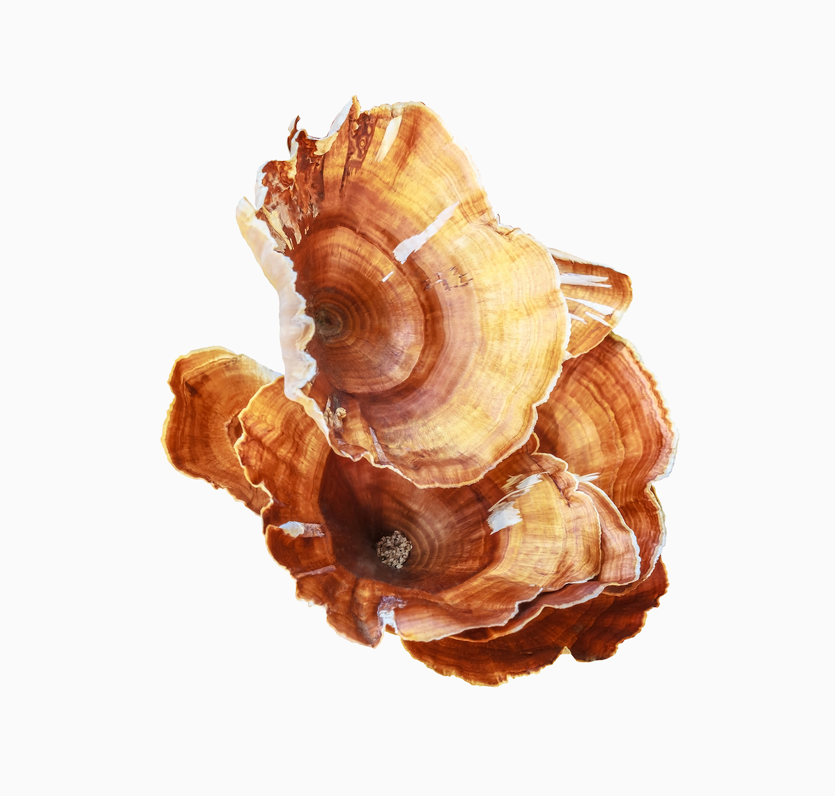 Reishi Mushroom 101 – plentea matcha